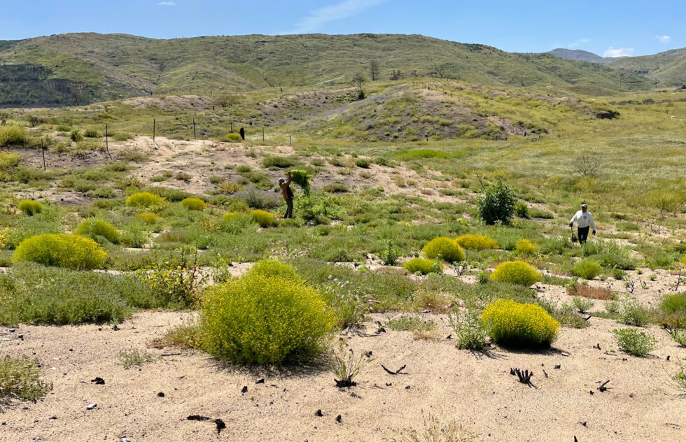 Battling the Stinknet - Western Riverside County Regional Conservation ...