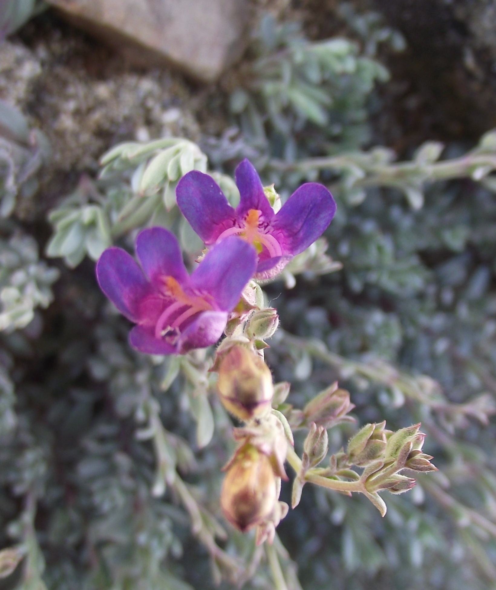 Purple Sagebrush