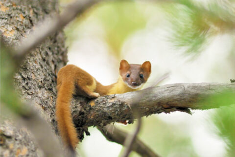 Species Spotlight: Long-Tailed Weasel is Cute but Ferocious - Western ...