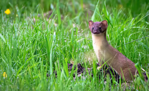 Species Spotlight: Long-Tailed Weasel is Cute but Ferocious - Western ...