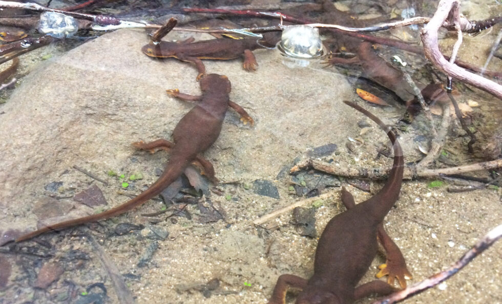 The Resilient Coast Range Newt: Adapted for Fire and Survival - Western ...