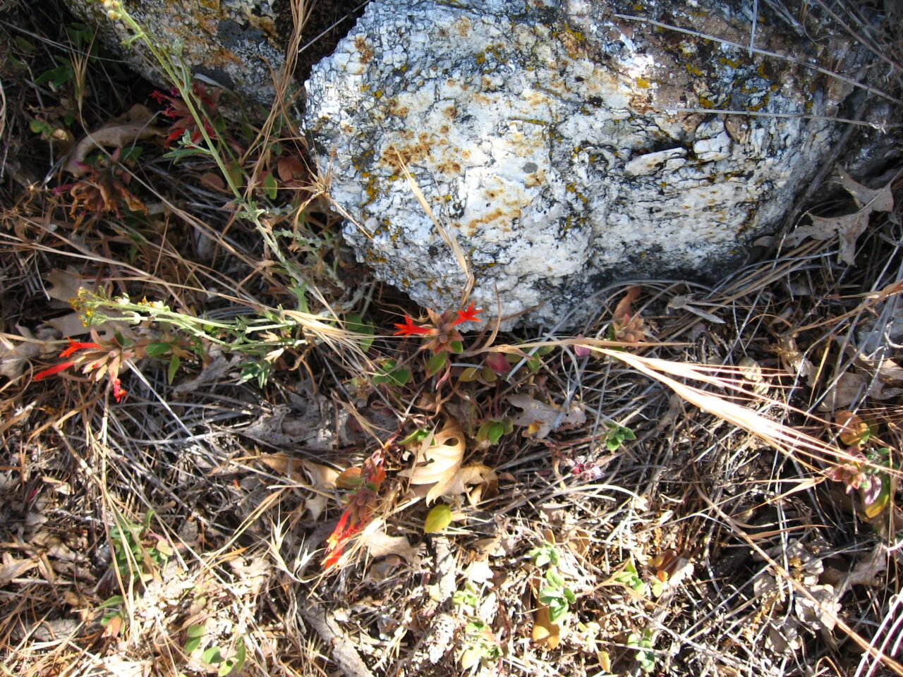 Species Spotlight: The Attractively Bright, Mysterious Hall's ...