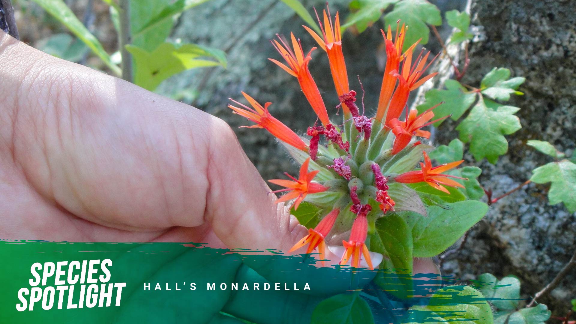 Species Spotlight: The Attractively Bright, Mysterious Hall's ...