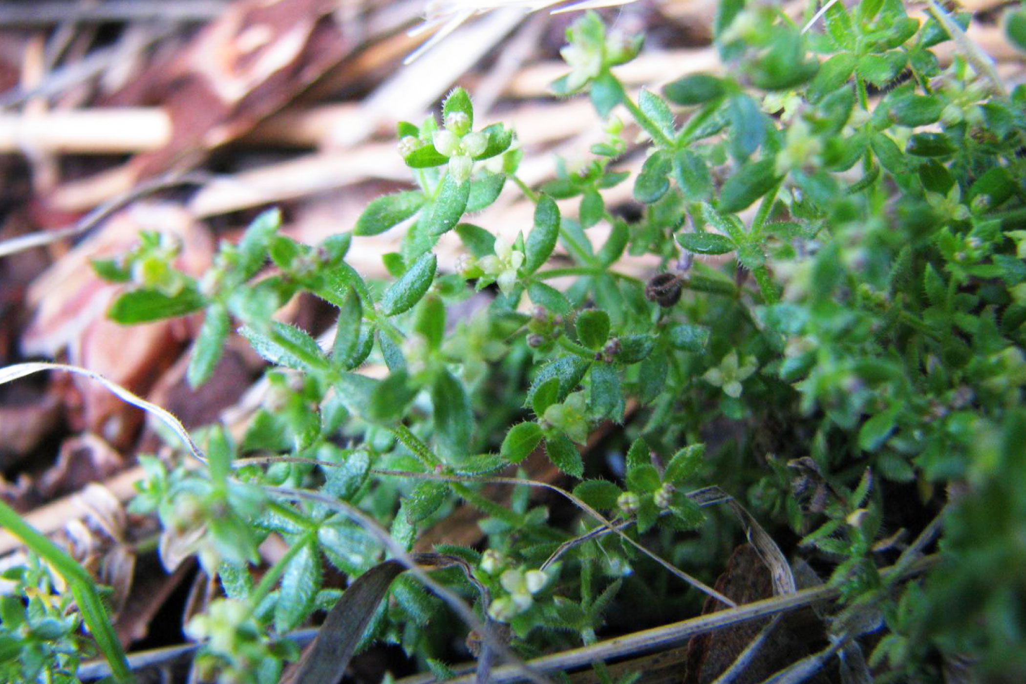 Species Spotlight: California Bedstraw Blooms - Western Riverside ...
