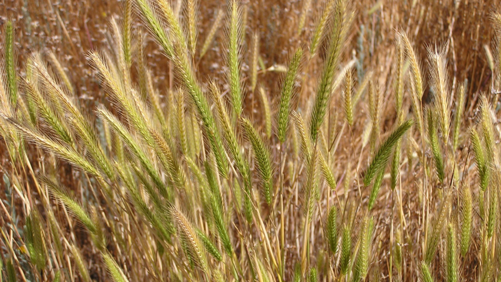 Species Spotlight: Beyond the Spiky Bristles of the Vernal Barley ...