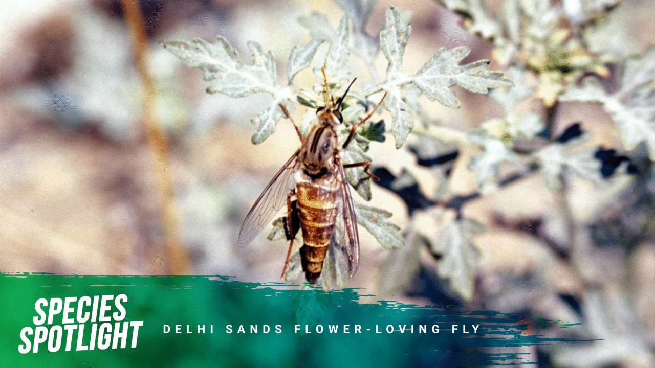 Species Spotlight: Delhi Sands Flower-Loving Fly - Western Riverside ...