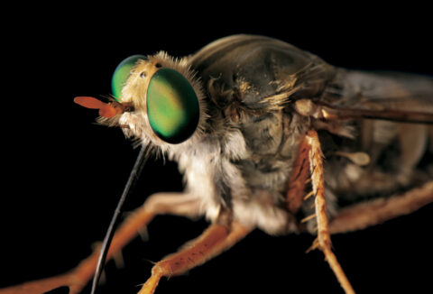 Species Spotlight: Delhi Sands Flower-Loving Fly - Western Riverside ...