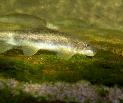 Species Spotlight: Santa Ana Sucker - Western Riverside County Regional ...
